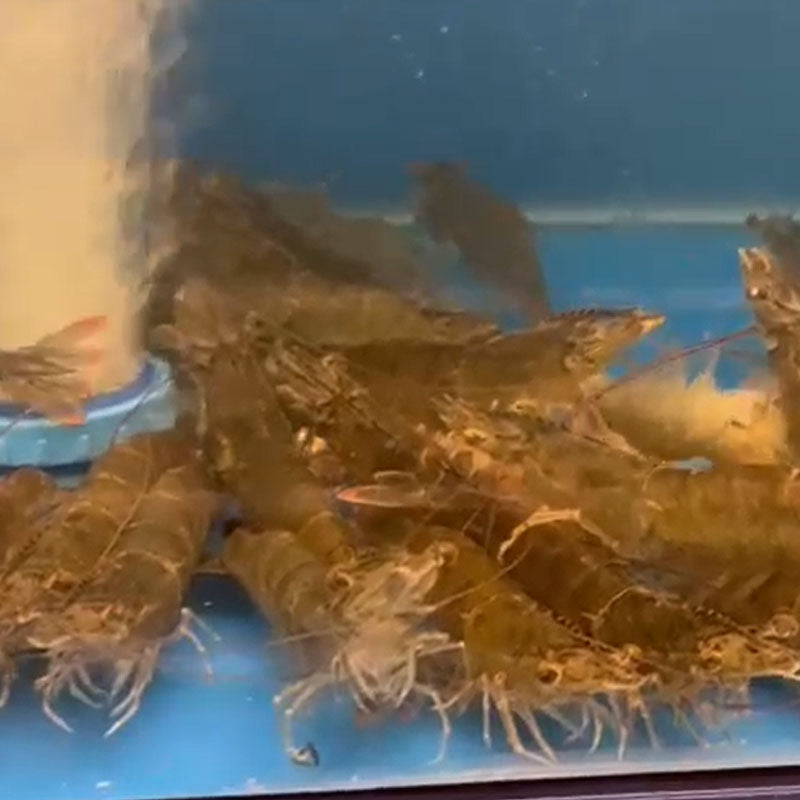 Live Seafood – FRESH STOP SG