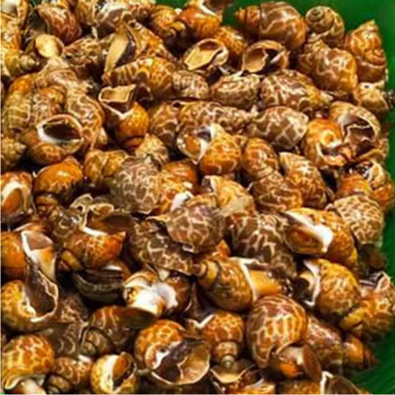 Tiger Clam – FRESH STOP SG