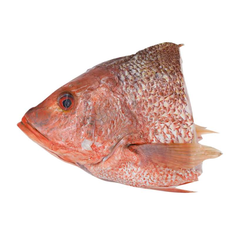 Fresh Red Snapper Fish Head (~1kg) – FRESH STOP SG
