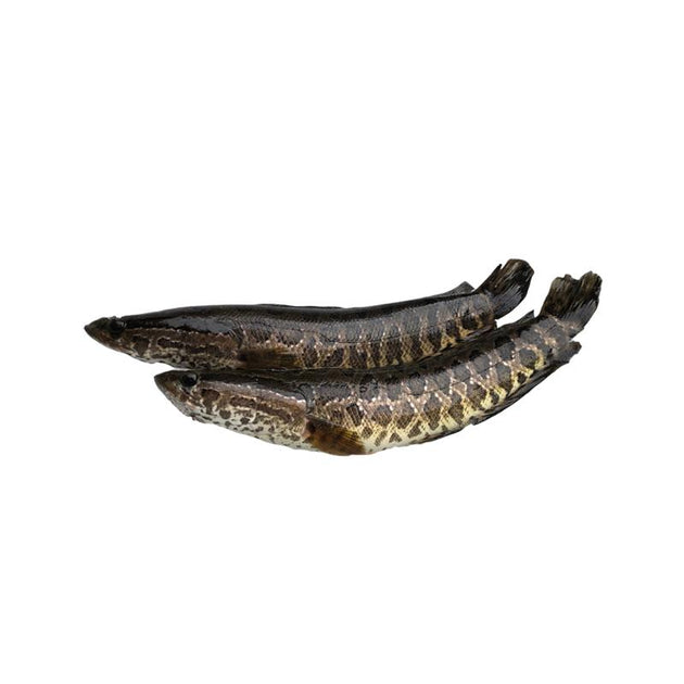 Fresh Snakehead/Toman Fish (Whole) (~3kg) – FRESH STOP SG